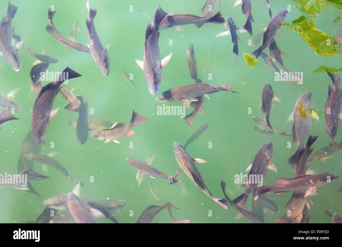 Many large fish swimming in clear water Stock Photo - Alamy