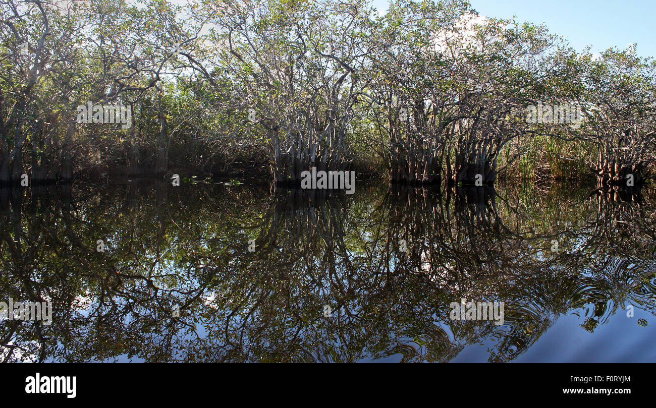 Everglades tree island hi-res stock photography and images - Alamy