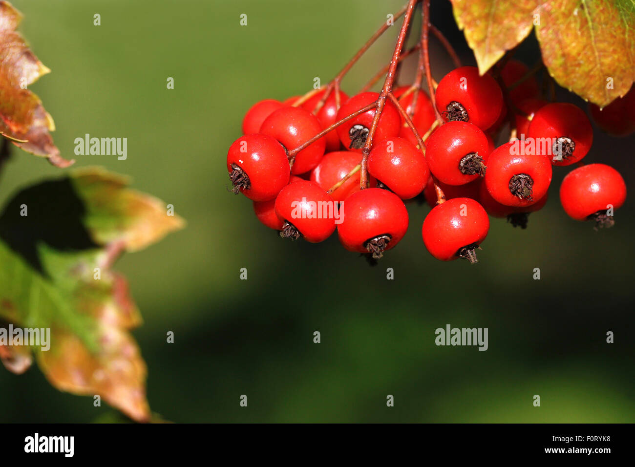 Bright red tree berries Stock Photo - Alamy