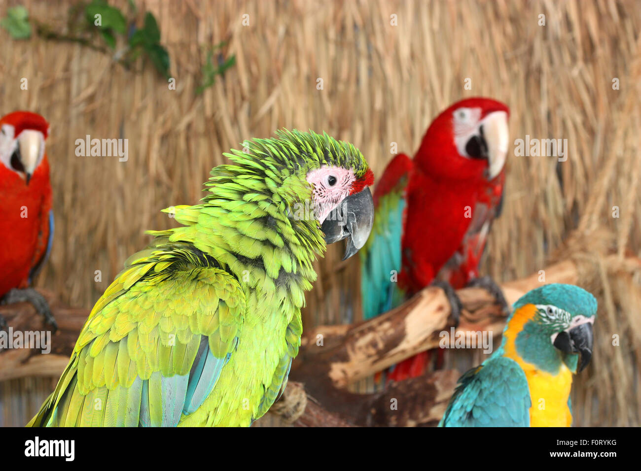 Scarlet macaws jungle hi-res stock photography and images - Alamy