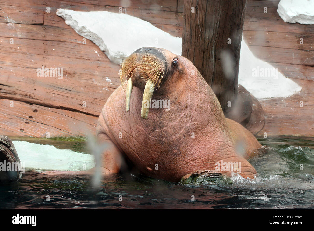 Pacific walrus hi-res stock photography and images - Alamy