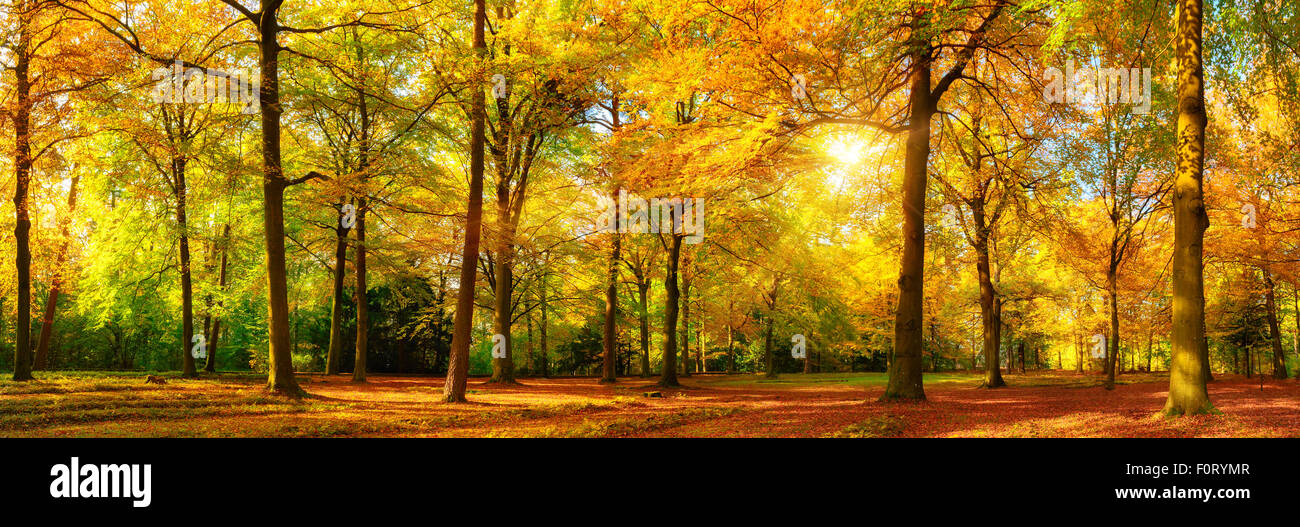 Gorgeous autumn landscape panorama of a scenic forest with lots of warm ...