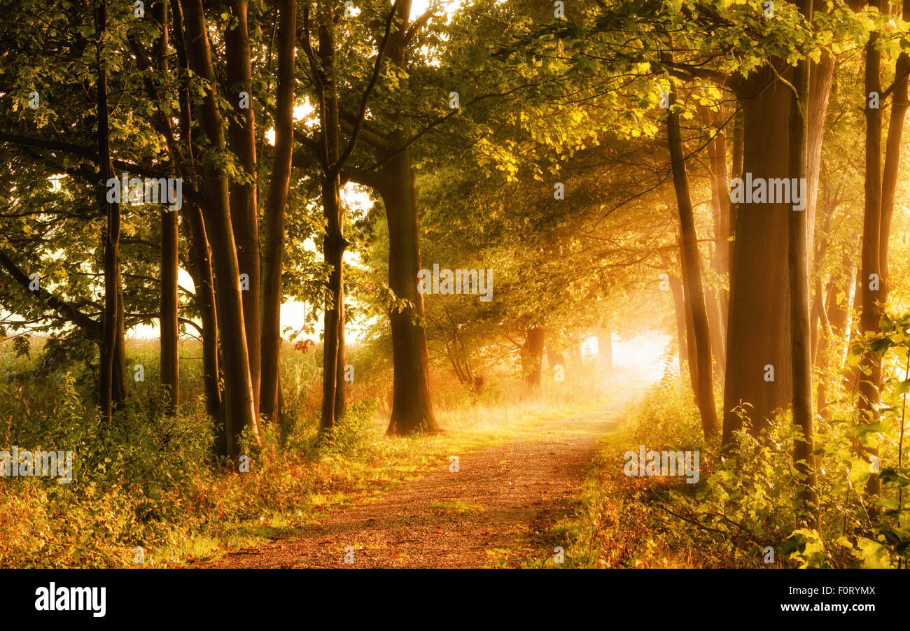 Beautiful autumn scene invites to a walk on a misty footpath in the ...