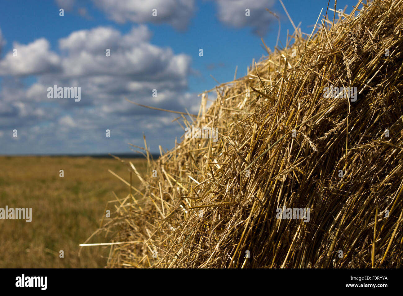 Sheaf field hi-res stock photography and images - Alamy