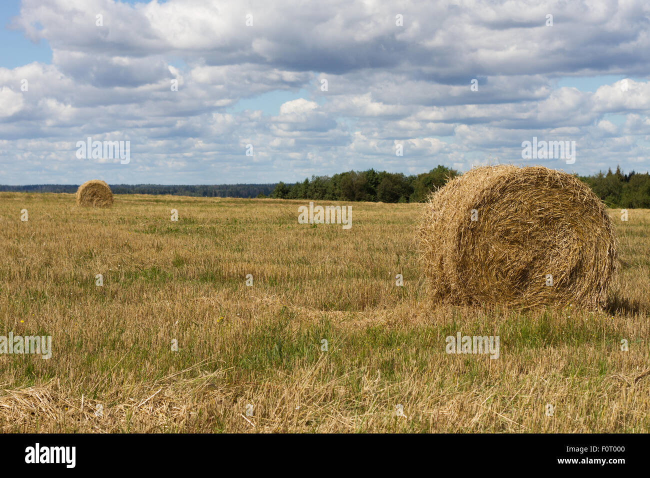 Agriculture straw gathered into a sheaf field harvest sky Stock Photo ...