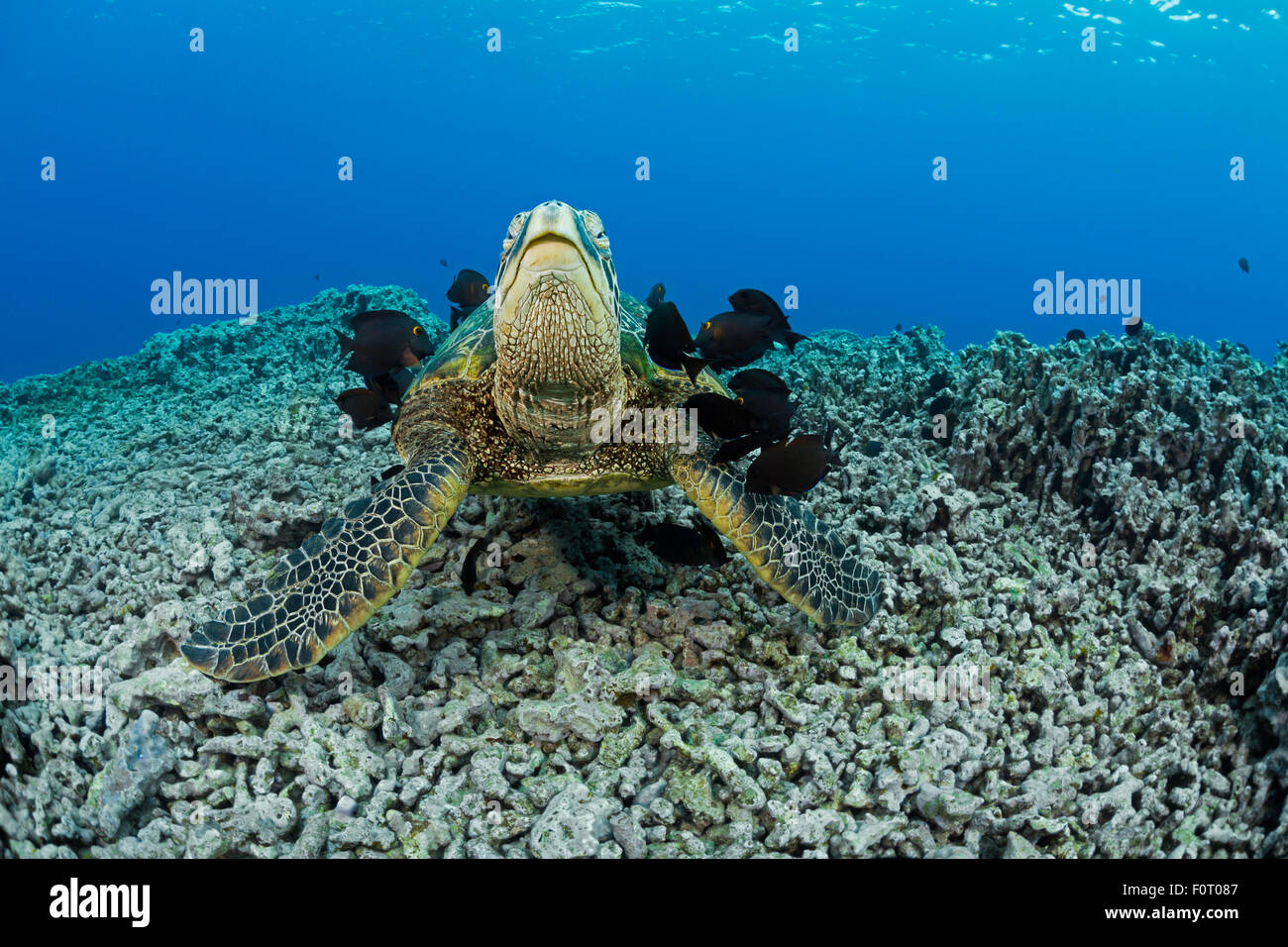 Green sea turtles algae hi-res stock photography and images - Alamy