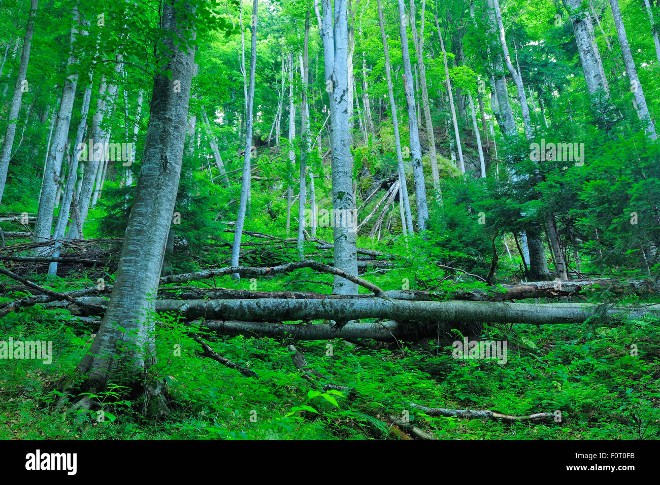 Beech trees (Fagus sylvatica) in pristine Beech-Fir forest, Runcu ...