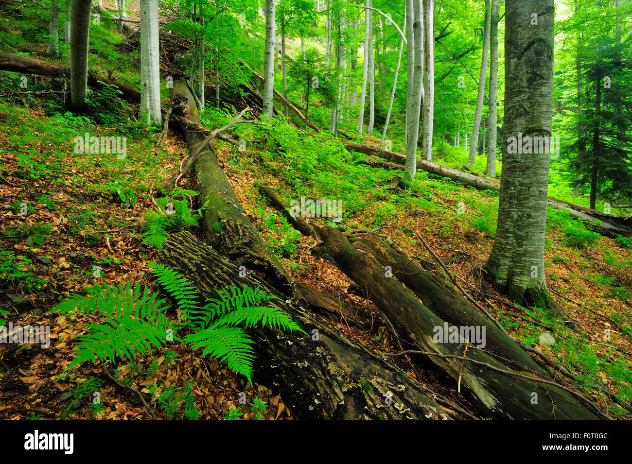Lady fern (Athyrium filix-femina) growing in a pristine beech (Fagus ...