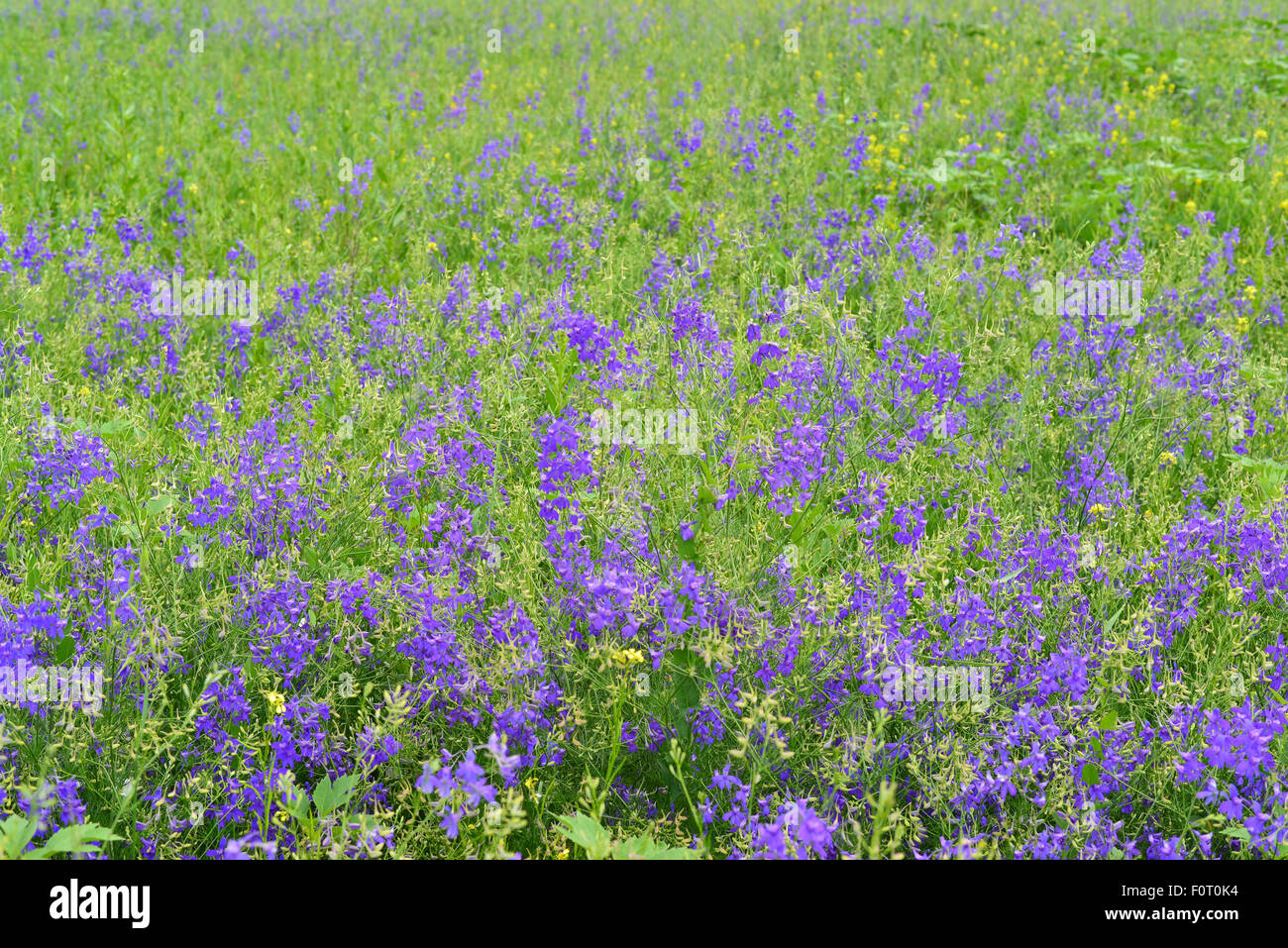 Blue wildflowers in the meadow in summer Stock Photo - Alamy