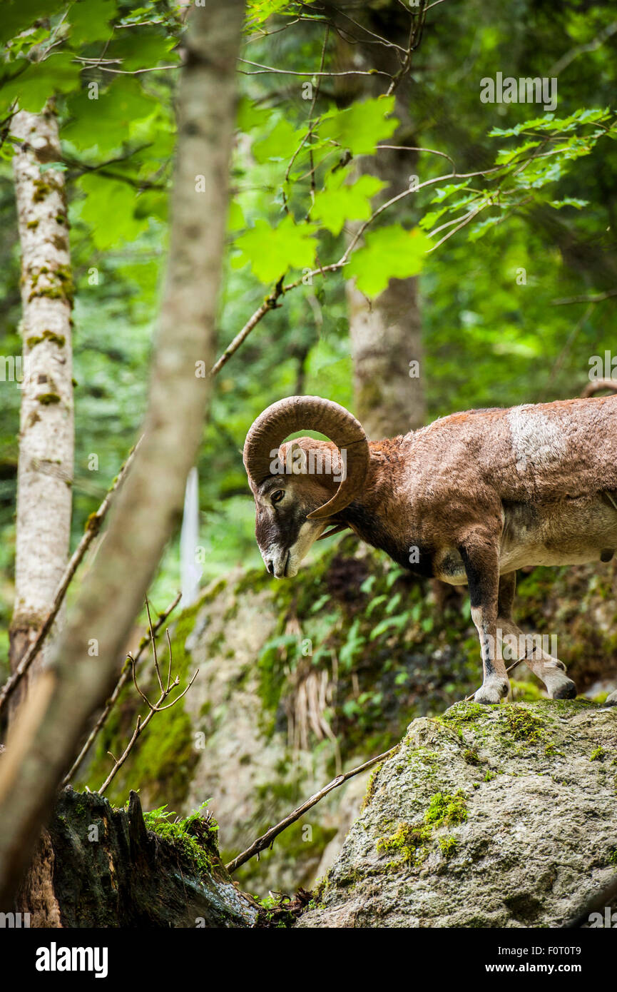 Mouflon sheep hi-res stock photography and images - Alamy