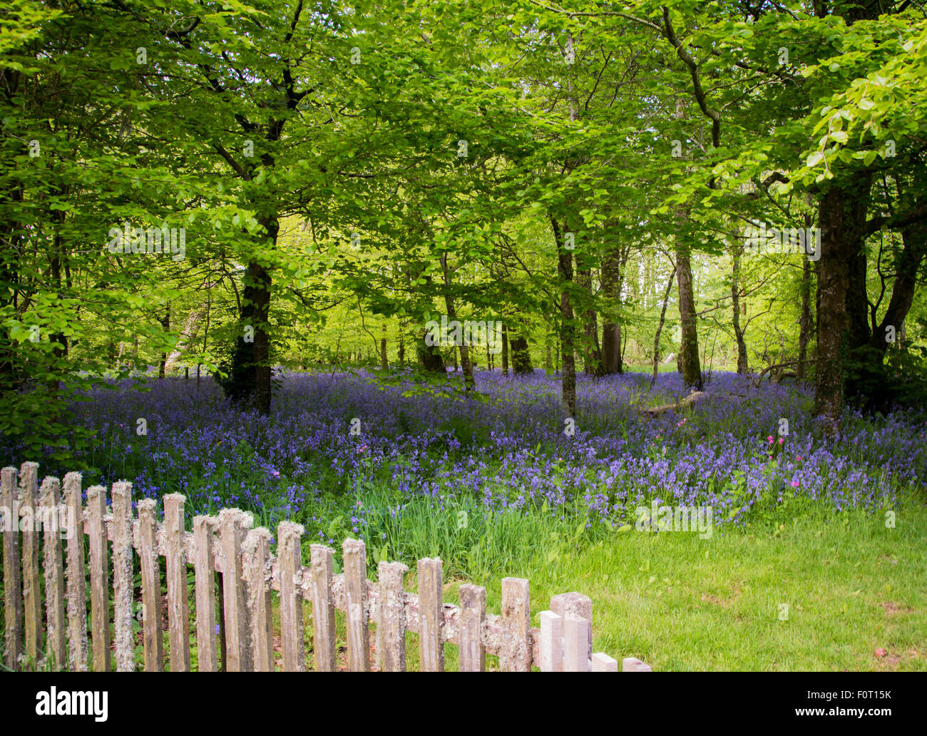 Wood spring trees hi-res stock photography and images - Alamy