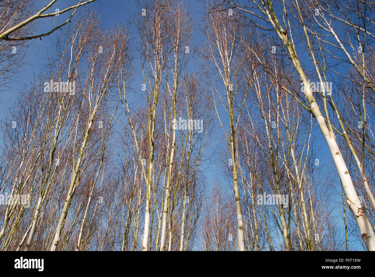 Silver Birch Trees Stock Photo - Alamy