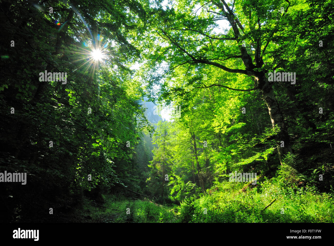 Trees in Crovul Valley Gorge, Arges County, Leota Mountains range ...