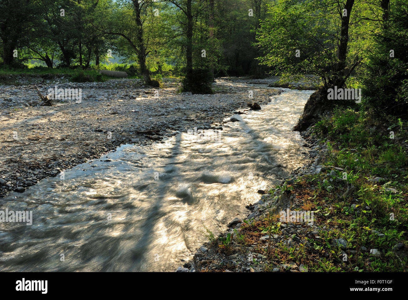 Stream running through Black alder woodland (Alnus glutinosa) Ghimbavul ...