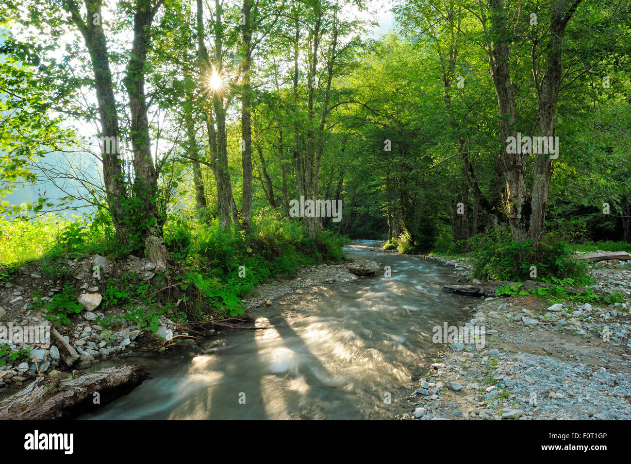 Stream running through Black alder woodland (Alnus glutinosa) Ghimbavul ...
