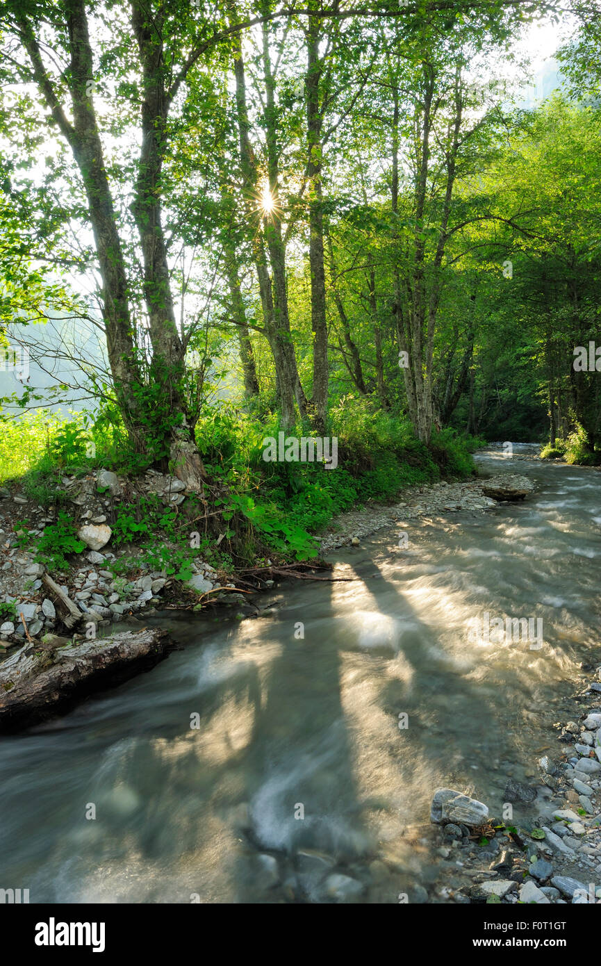Stream running through Black alder woodland (Alnus glutinosa) Ghimbavul ...