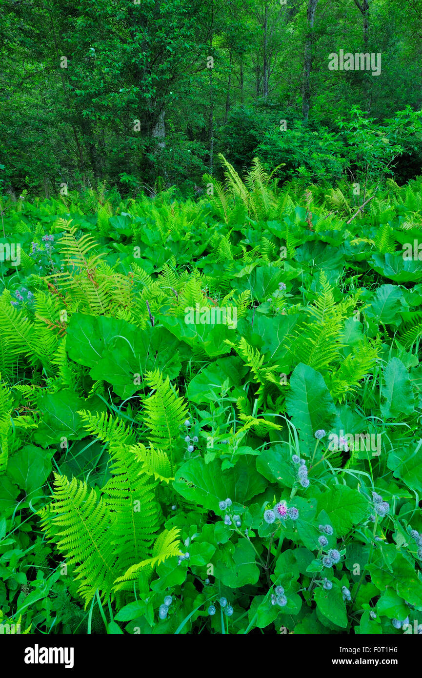 Shuttlecock ferns (Matteuccia struthopteris) Burdock (Arctium lappa ...