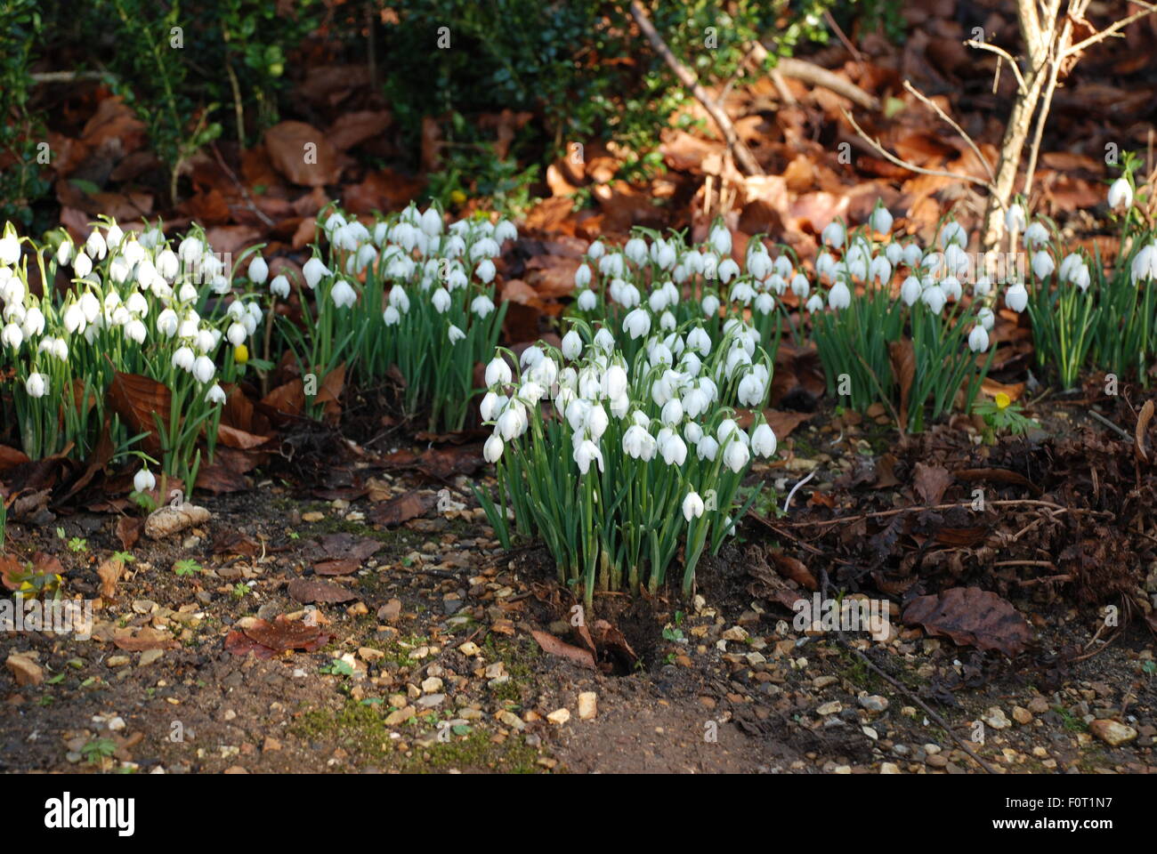 Clumps of Snowdrops Stock Photo - Alamy