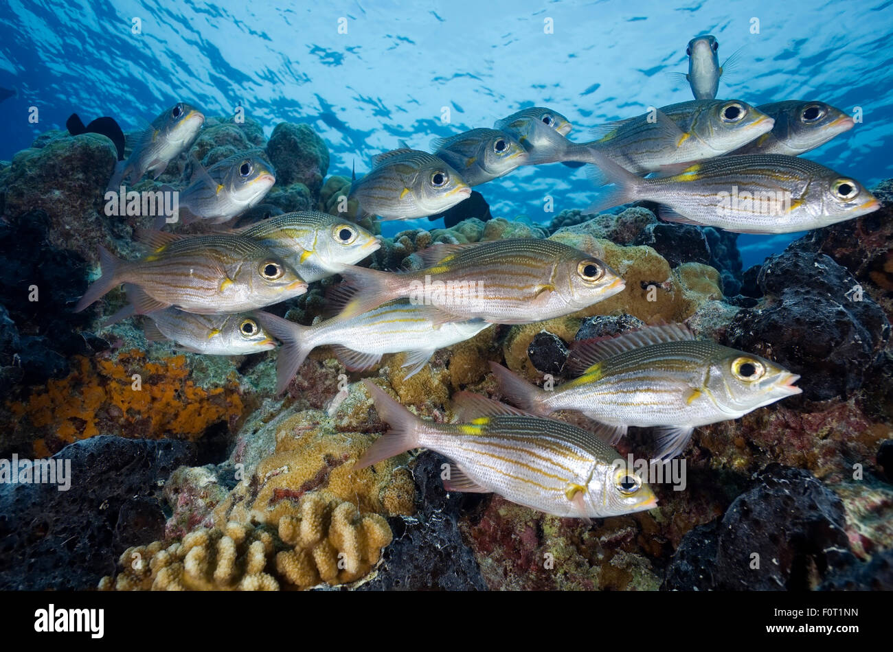 SCHOOL OF SNAPPER SWIMMING IN CORAL REEF CLEAR WATER Stock Photo - Alamy