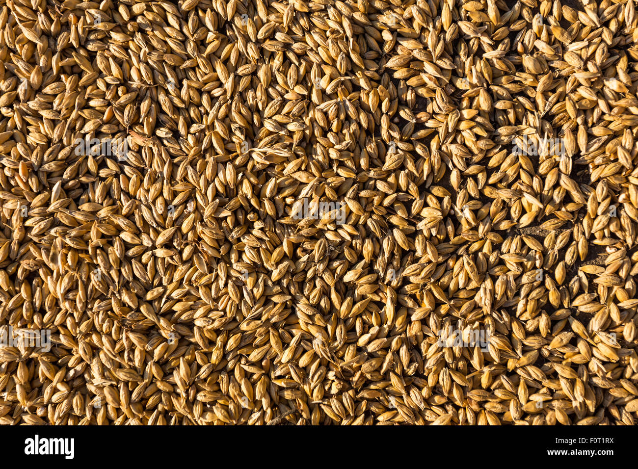 Wheat crop top view close Stock Photo - Alamy