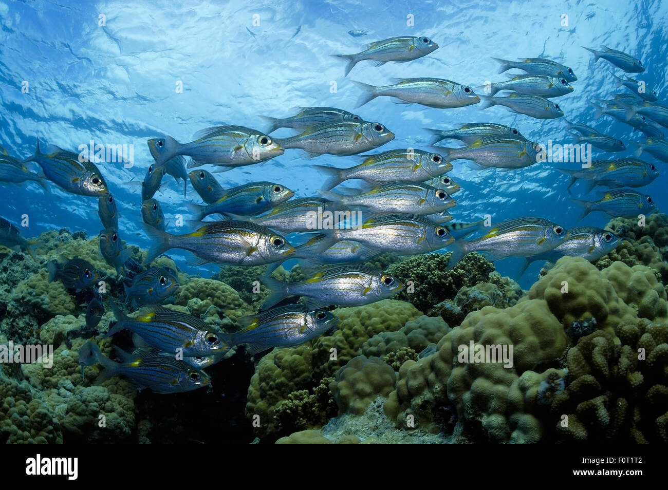 SCHOOL OF SNAPPER SWIMMING IN CORAL REEF CLEAR WATER Stock Photo - Alamy