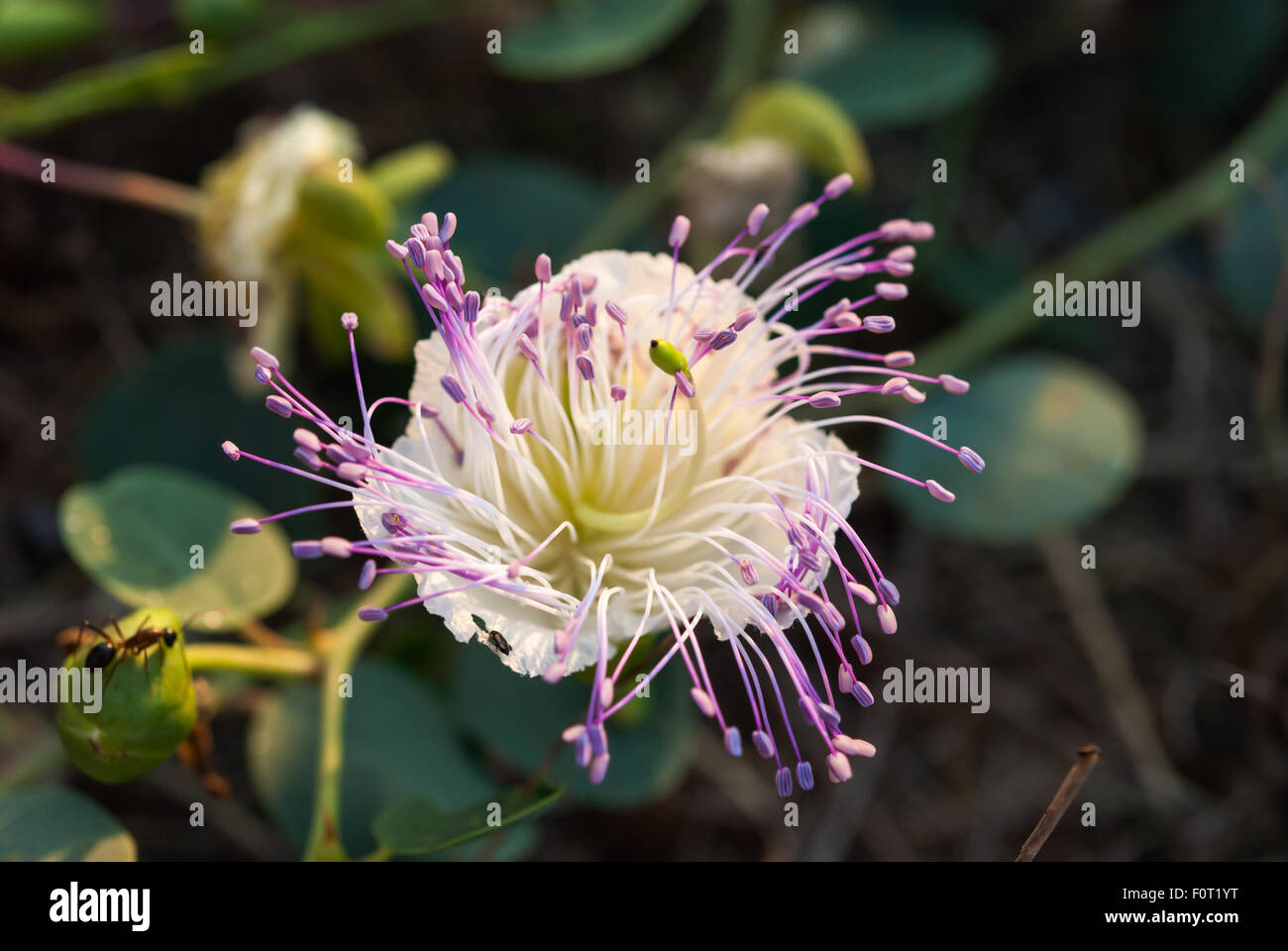 Capparis spinosa (caper flower) closeup with the ant on the bud Stock ...