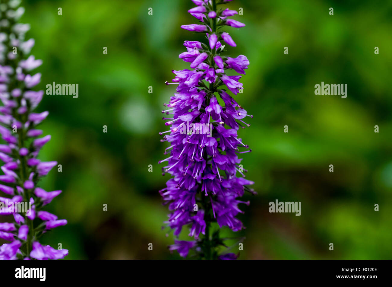 Obedient Plant/False Dragonhead (Physostegia virginiana Stock Photo - Alamy