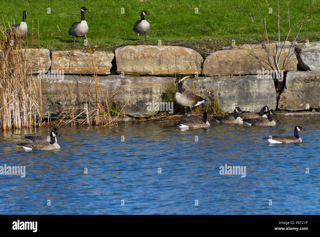 Lesser Canada Goose High Resolution Stock Photography and Images - Alamy