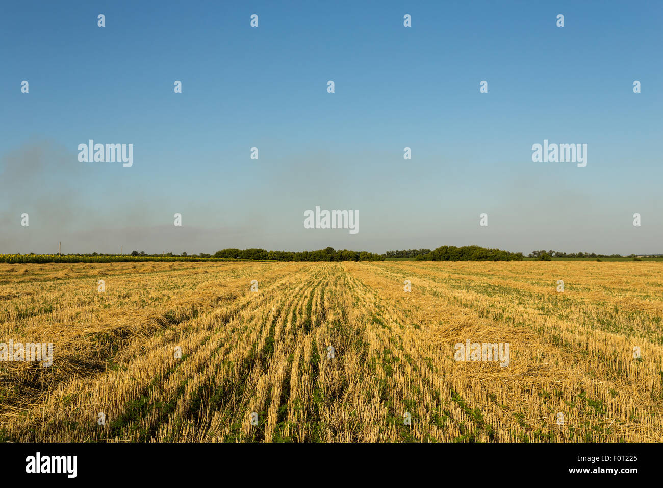 Summer wheat field after harvest Stock Photo - Alamy