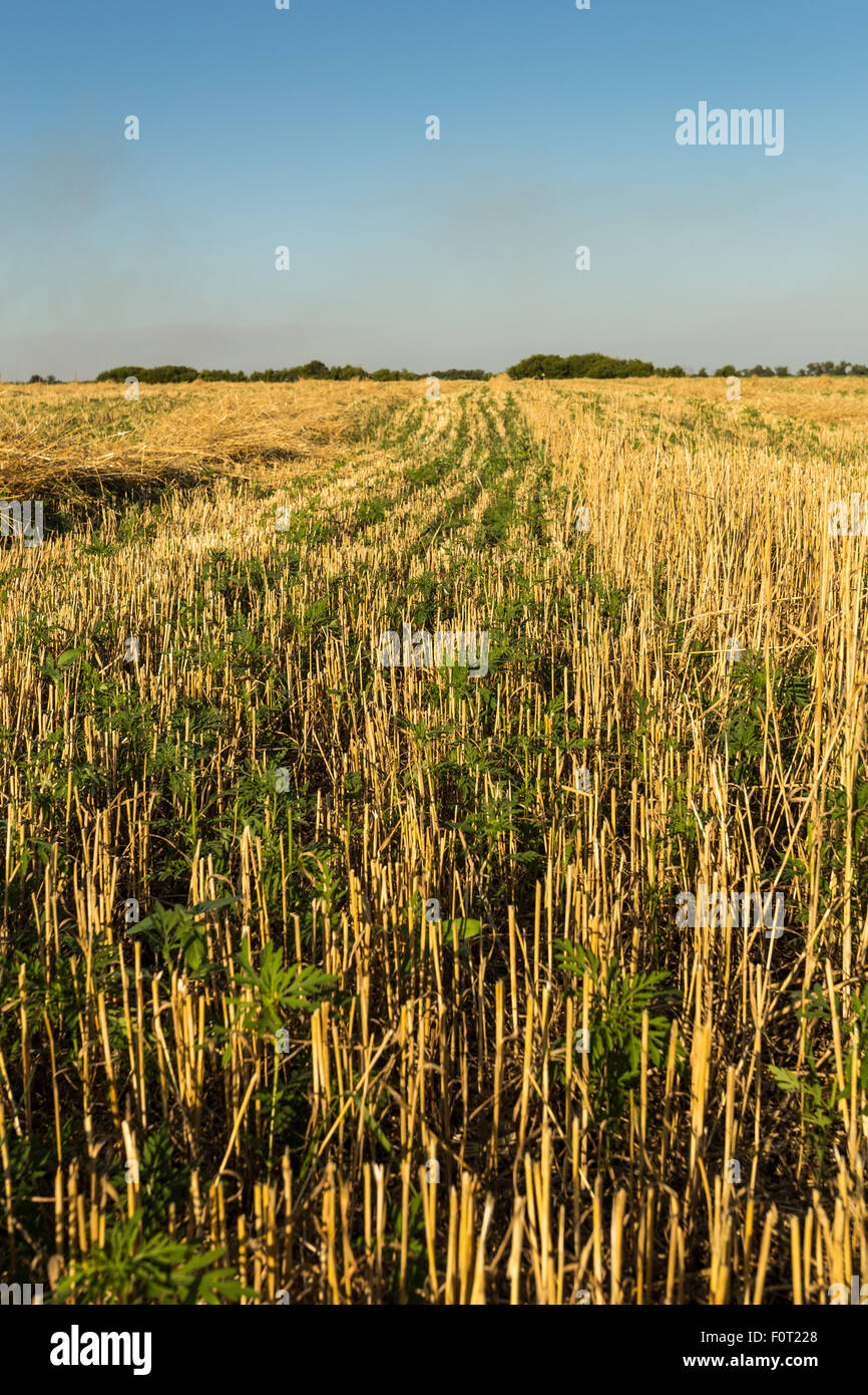 Summer wheat field after harvest Stock Photo - Alamy