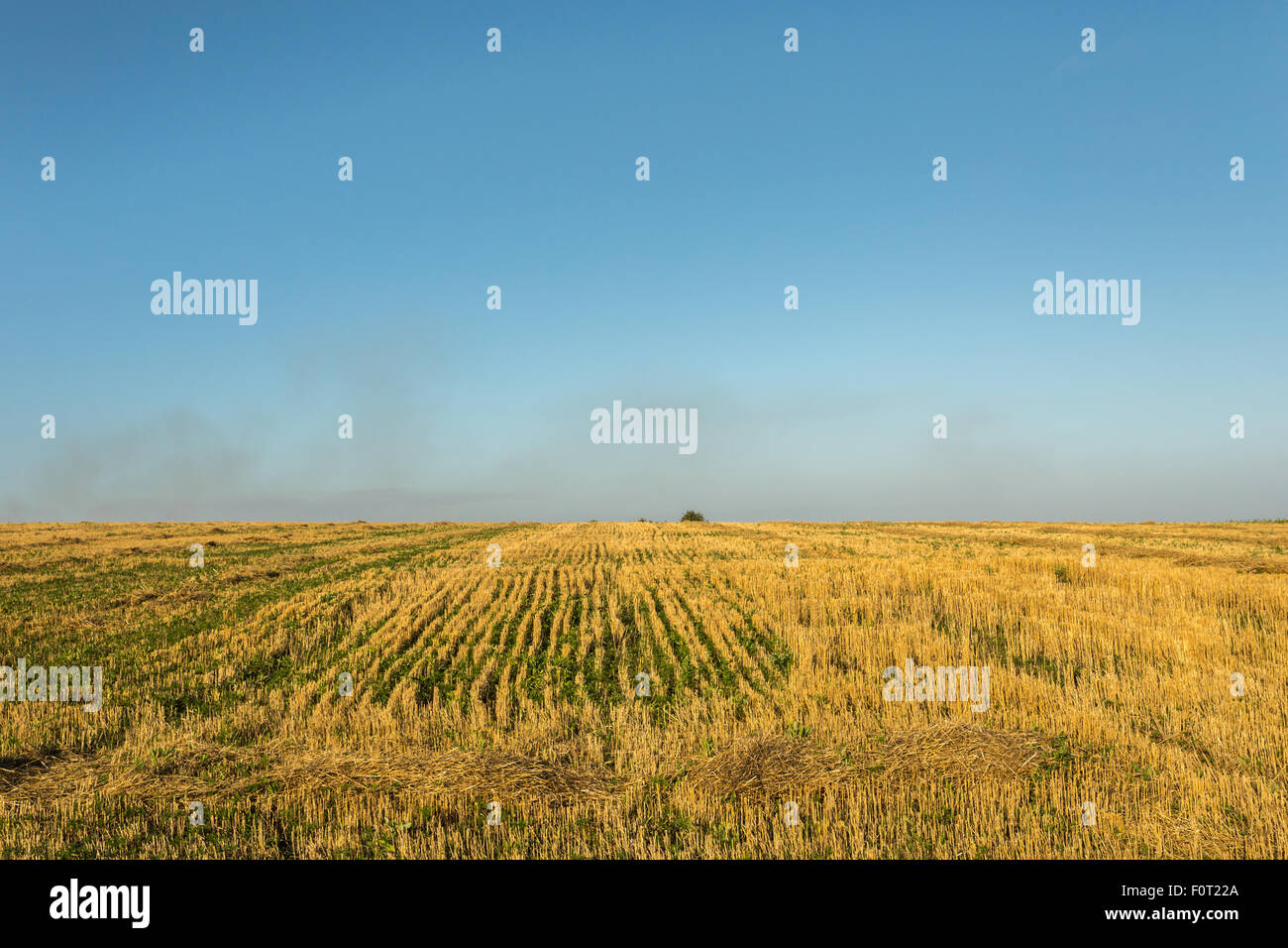 Summer wheat field after harvest Stock Photo - Alamy
