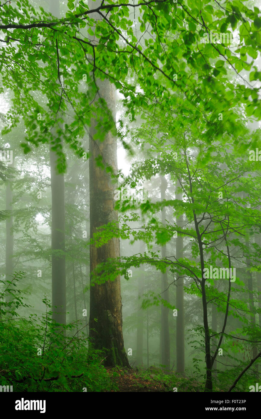 Pristine beech (Fagus sylvatica) and Fir (Abies sp) forests, Stramba ...