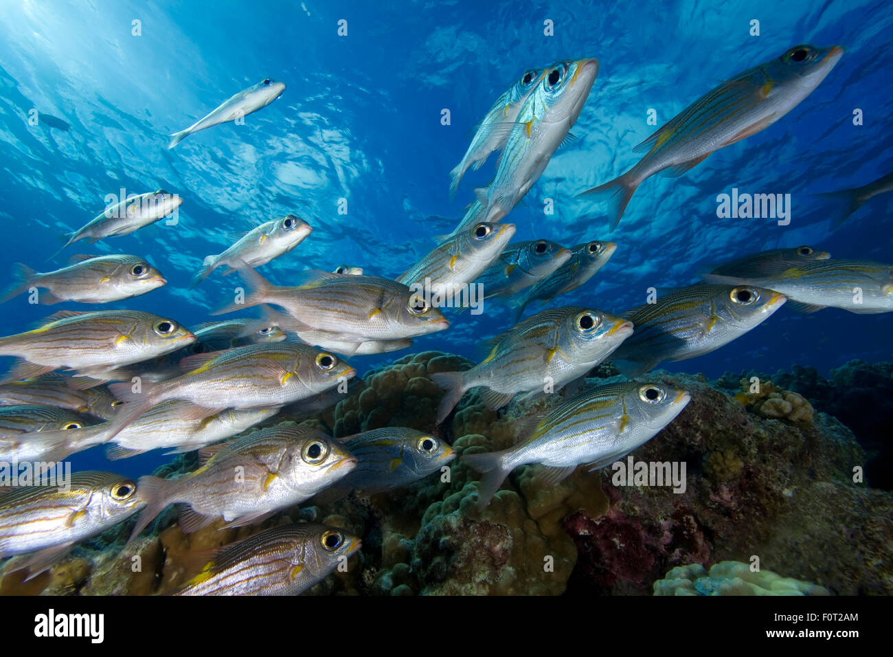 SCHOOL OF SNAPPER SWIMMING IN CORAL REEF CLEAR WATER Stock Photo - Alamy