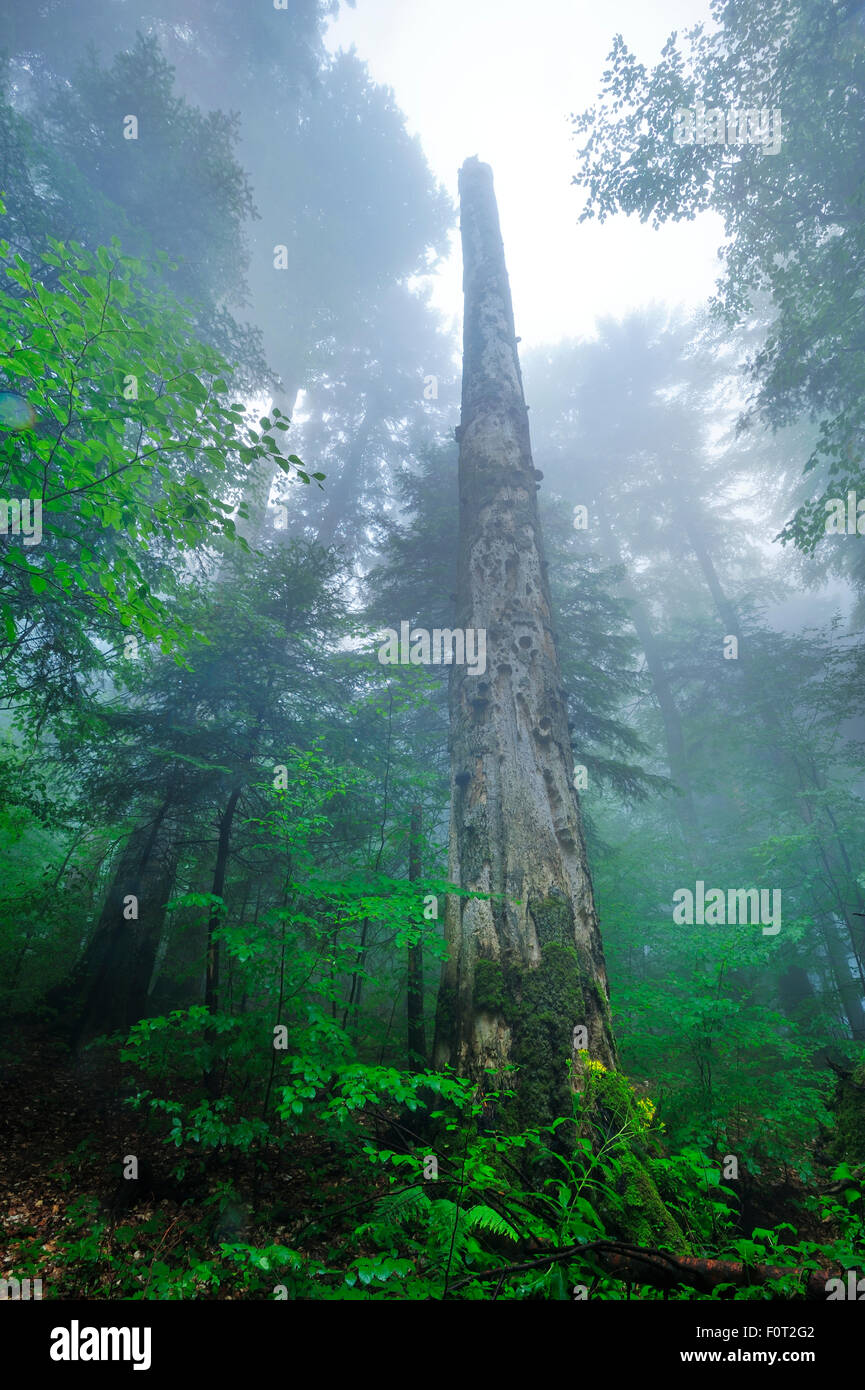 Looking up at Fir tree in misty pristine beech (Fagus sylvatica) and ...