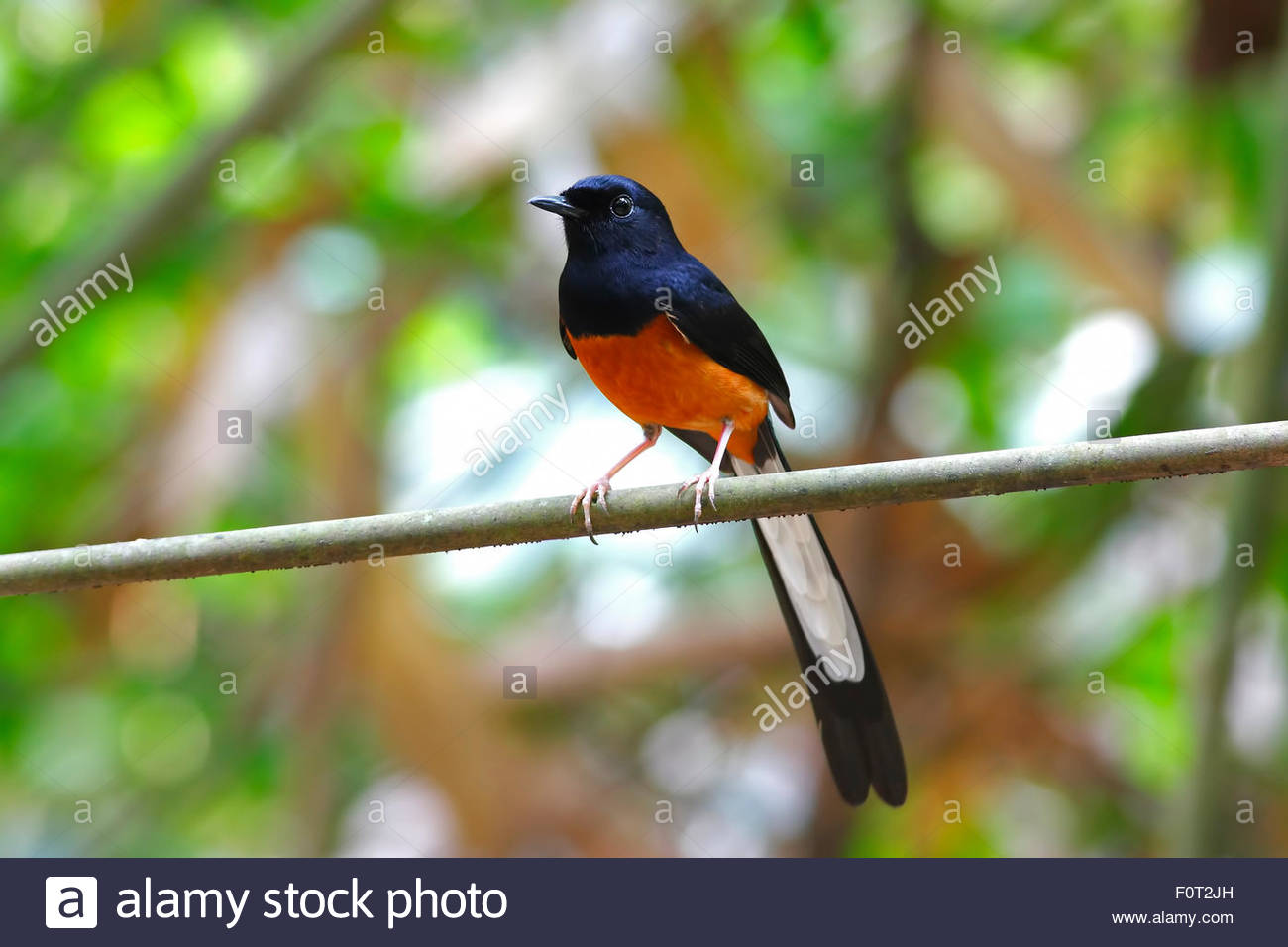 Copsychus Malabaricus High Resolution Stock Photography and Images - Alamy