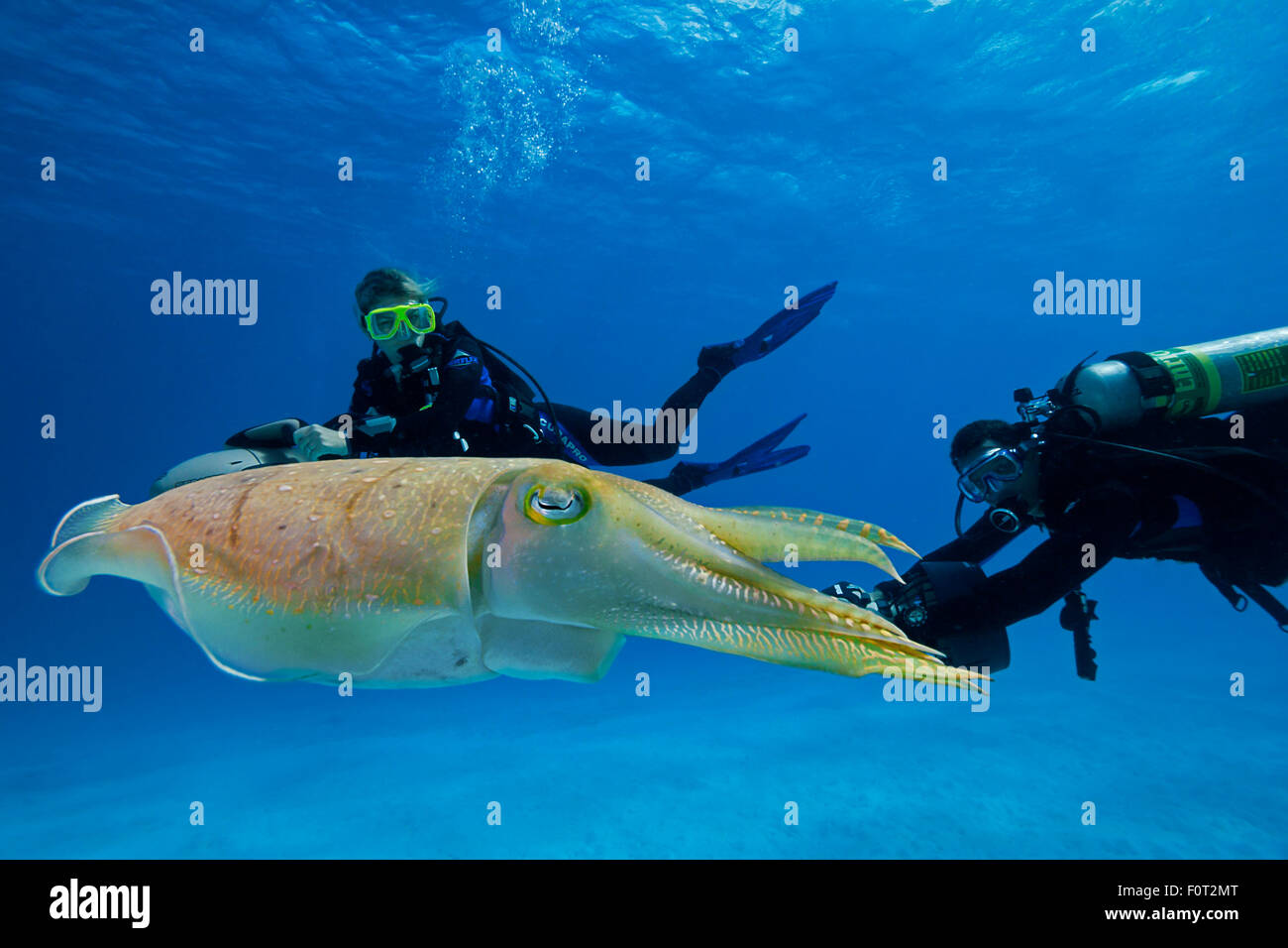Zeekat hi-res stock photography and images - Alamy