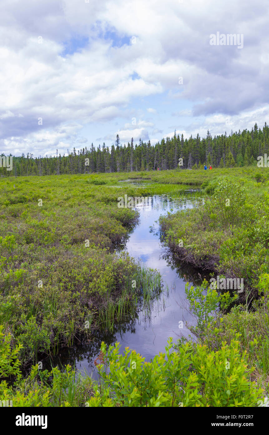 Spruce Bog Algonquin Park, Ontario Canada Stock Photo - Alamy