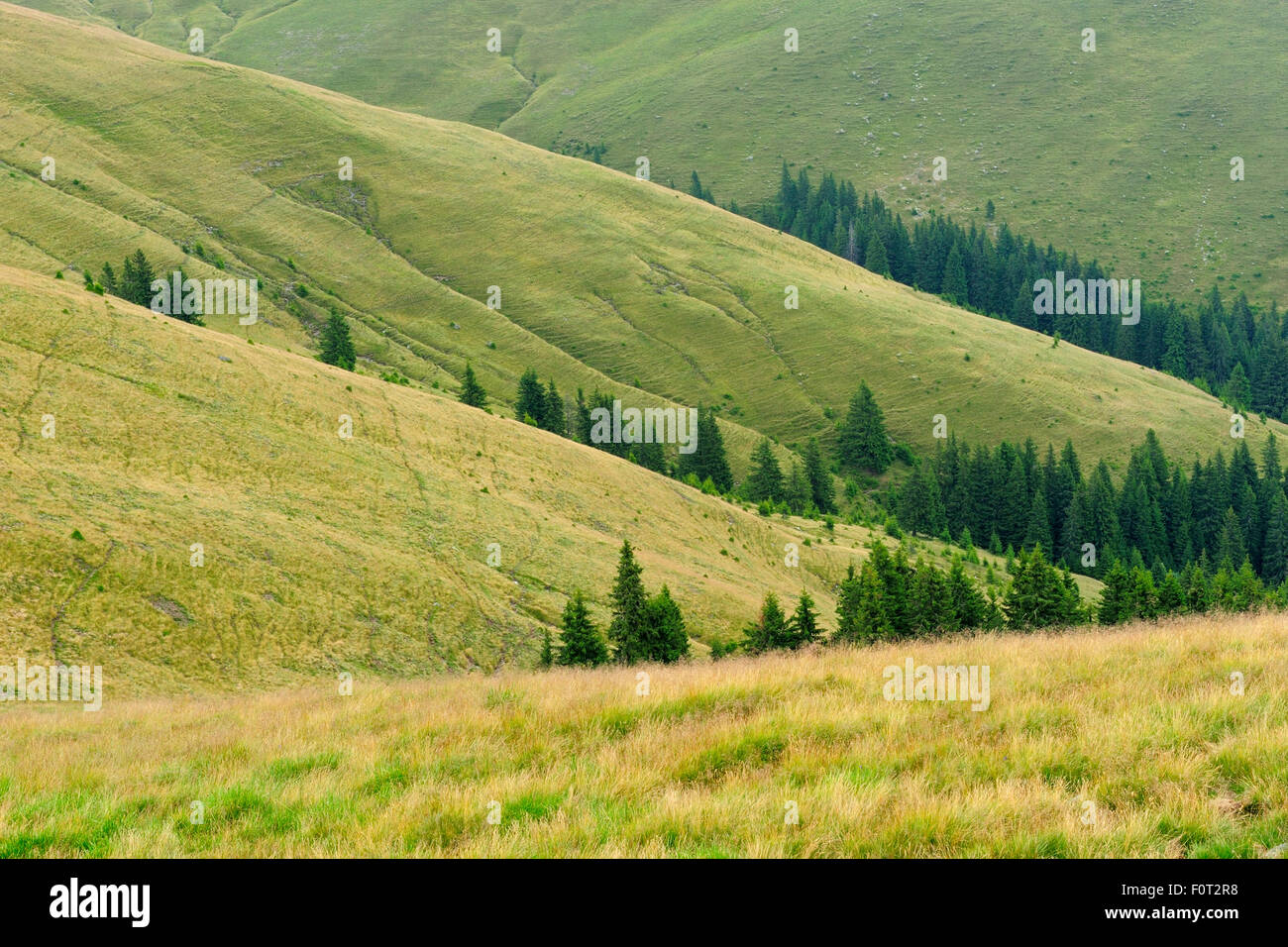 Alpine Grasslands High Resolution Stock Photography and Images - Alamy