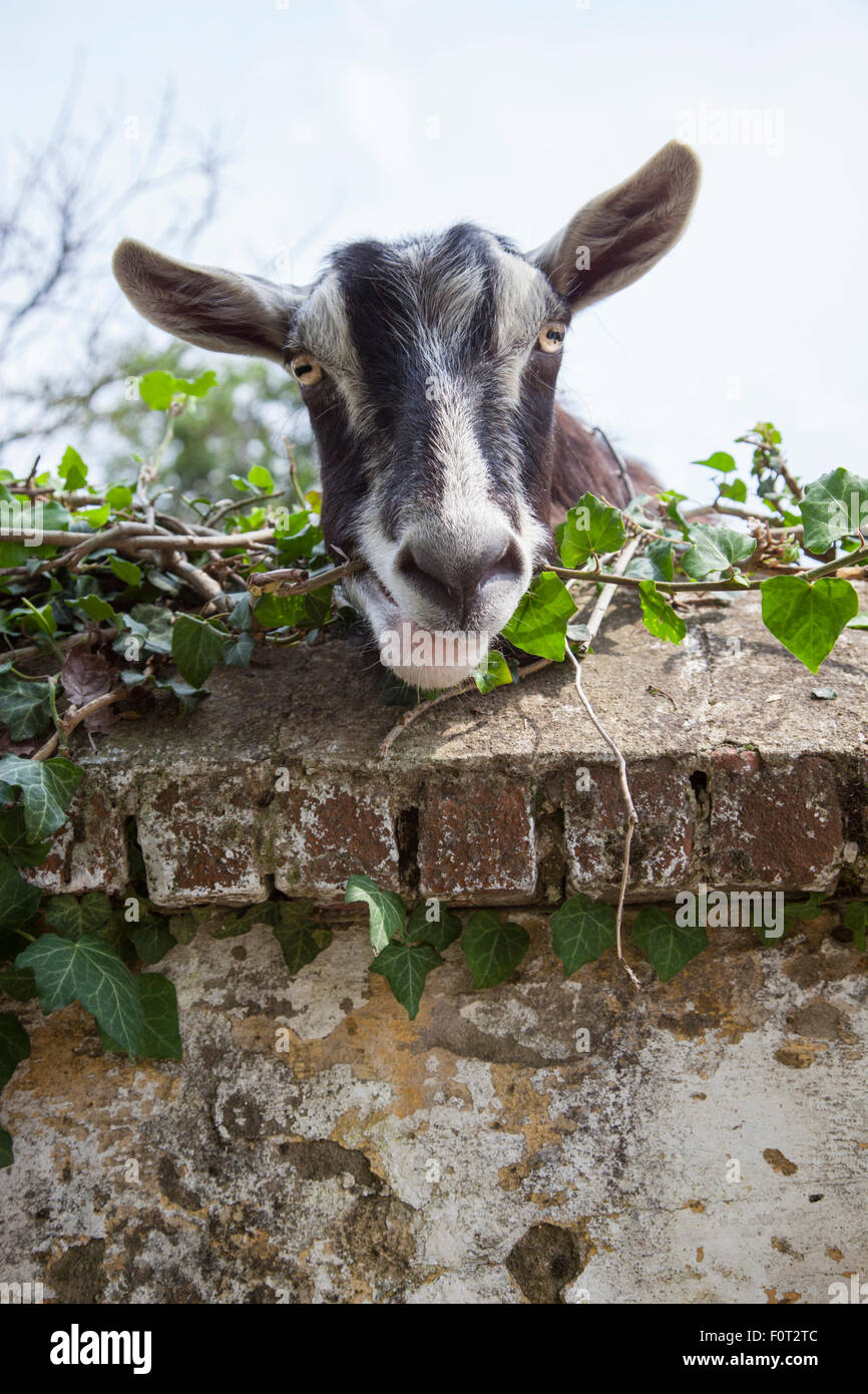 Goat, Capra aegagrus hircus Stock Photo - Alamy
