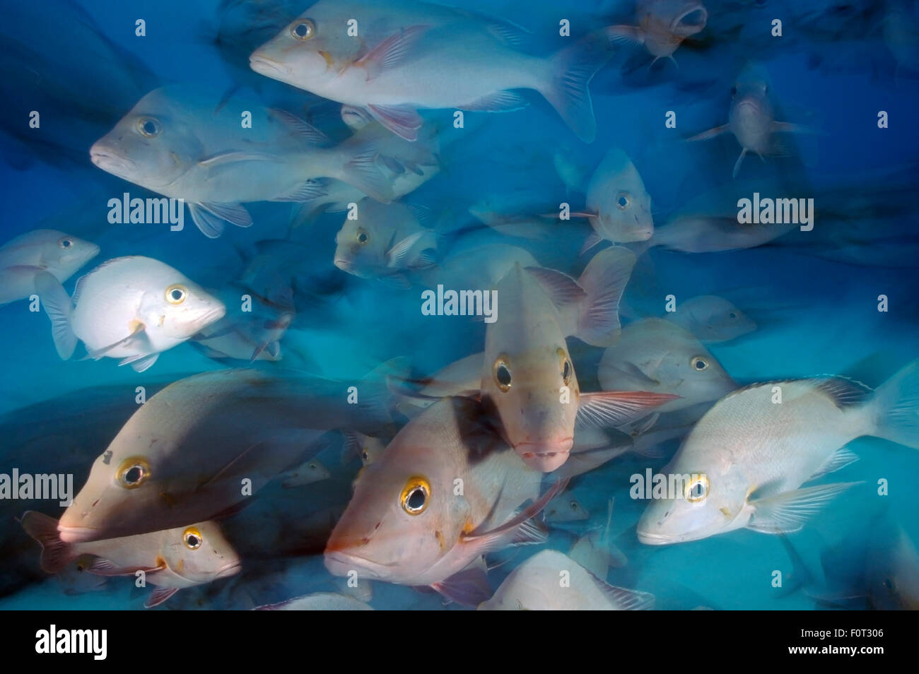 SCHOOL OF SNAPPER SWIMMING FAST IN CLEAR BLUE WATER Stock Photo - Alamy