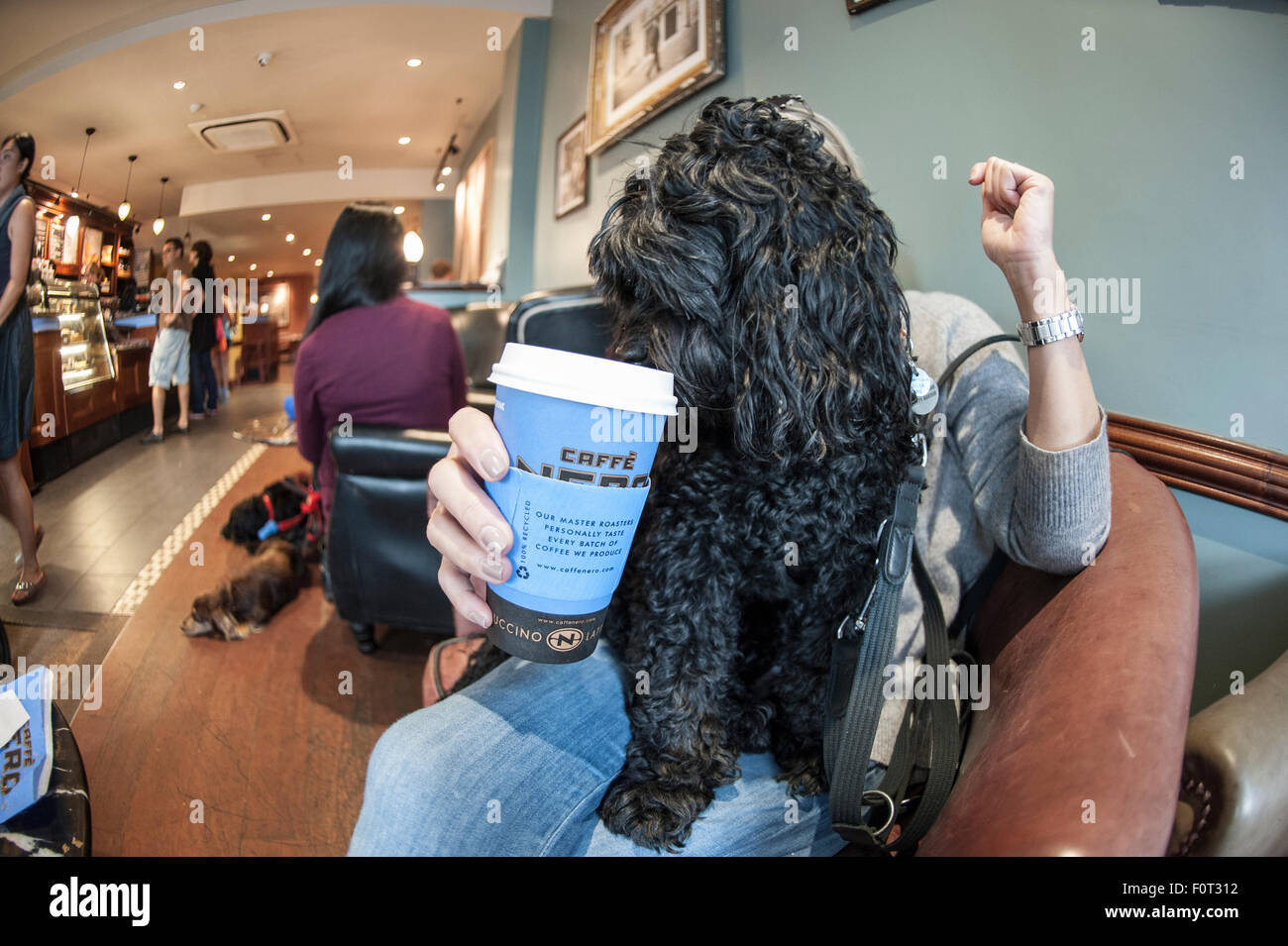A dog enjoys cafe society and a sunday morning coffee on a leather ...