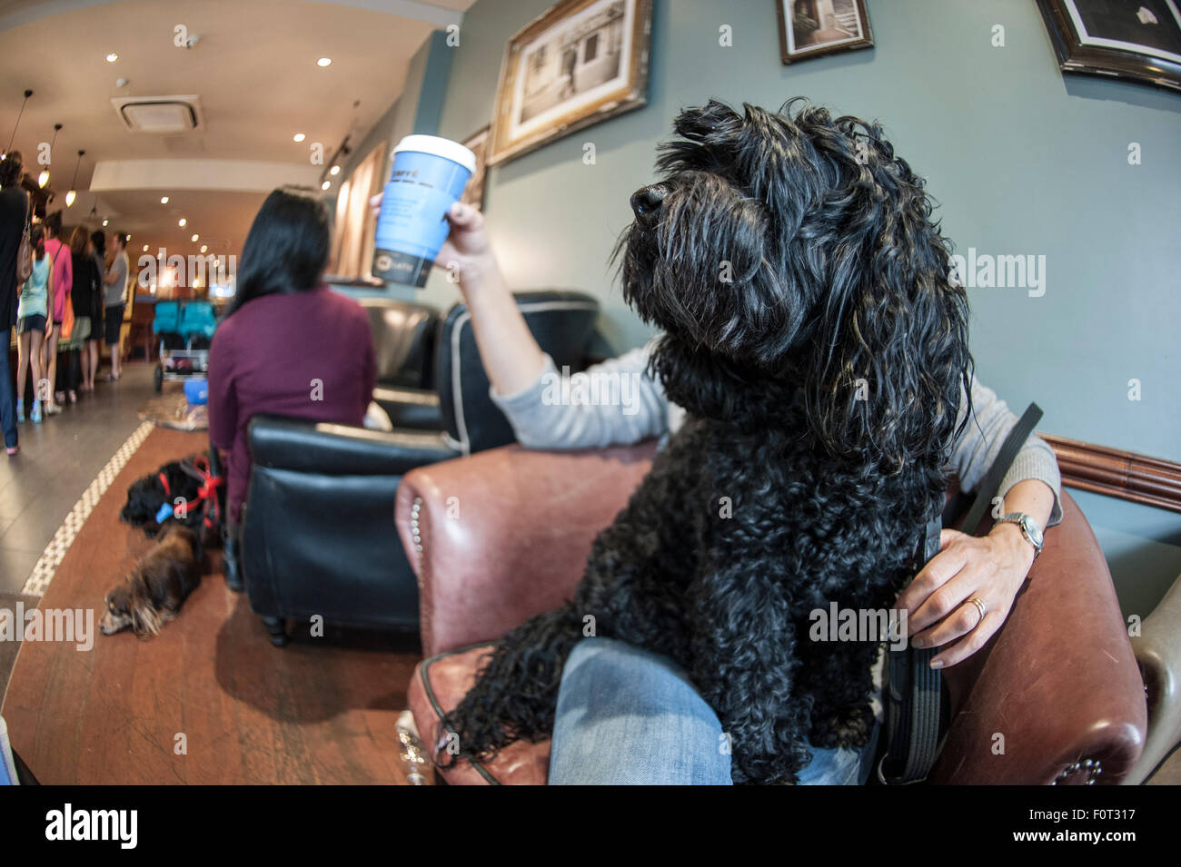 A dog enjoys cafe society and a sunday morning coffee on a leather ...