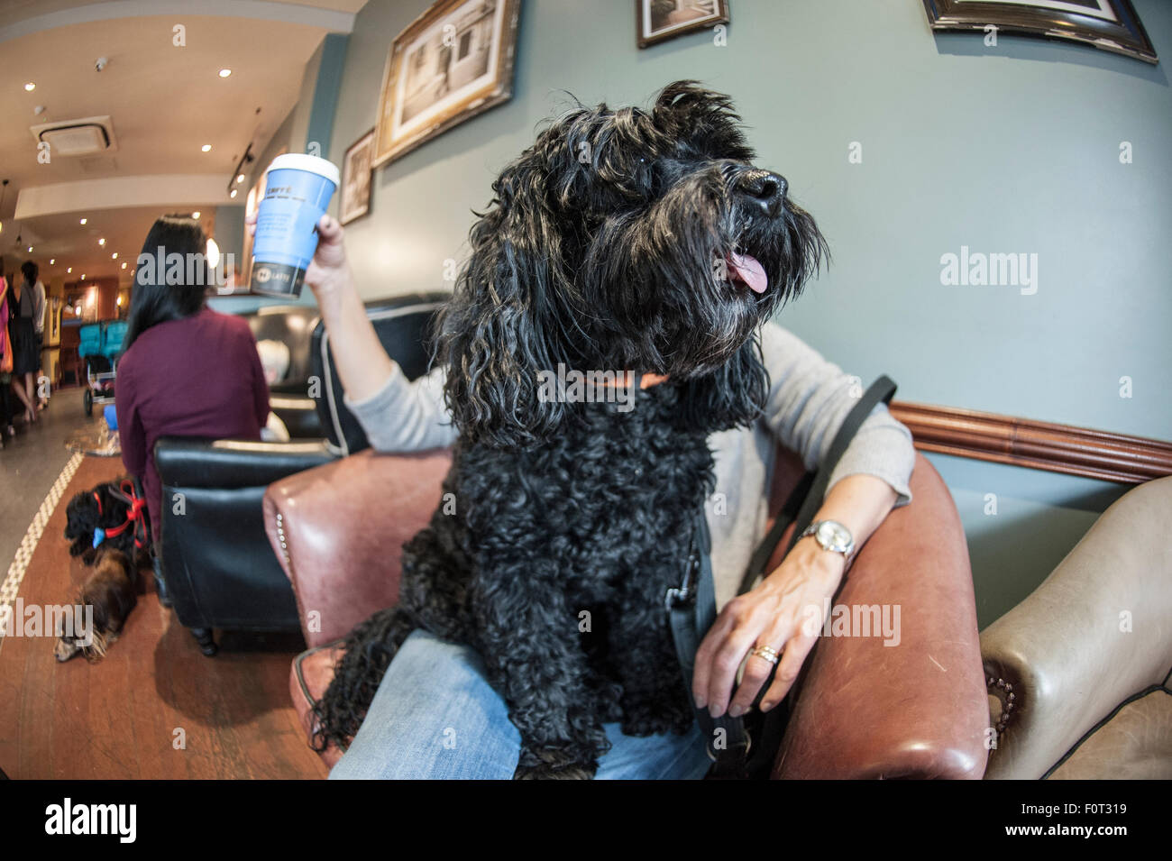 A dog enjoys cafe society and a sunday morning coffee on a leather ...