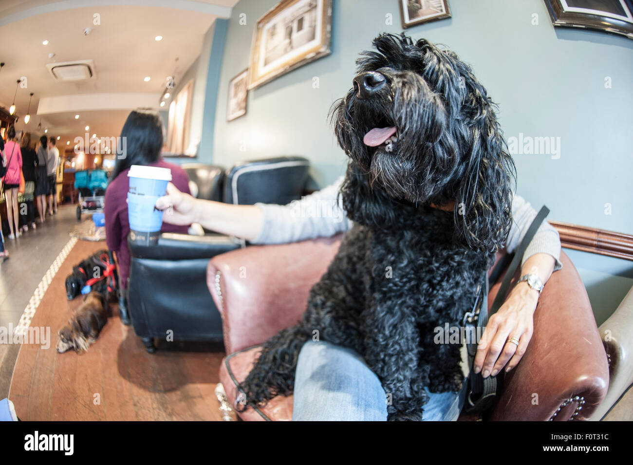 A dog enjoys cafe society and a sunday morning coffee on a leather ...