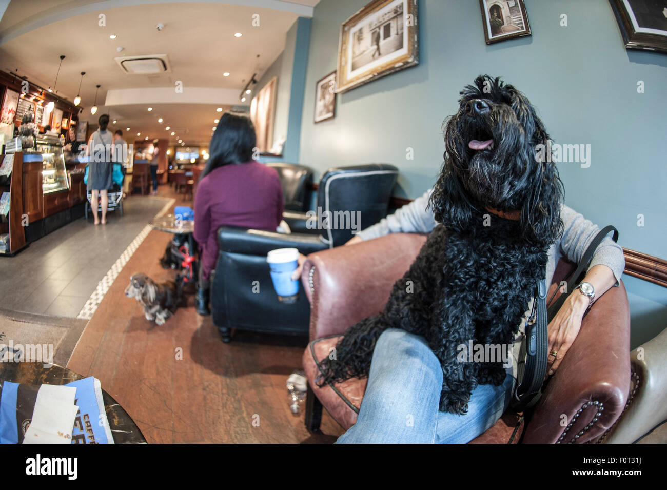 A dog enjoys cafe society and a sunday morning coffee on a leather ...