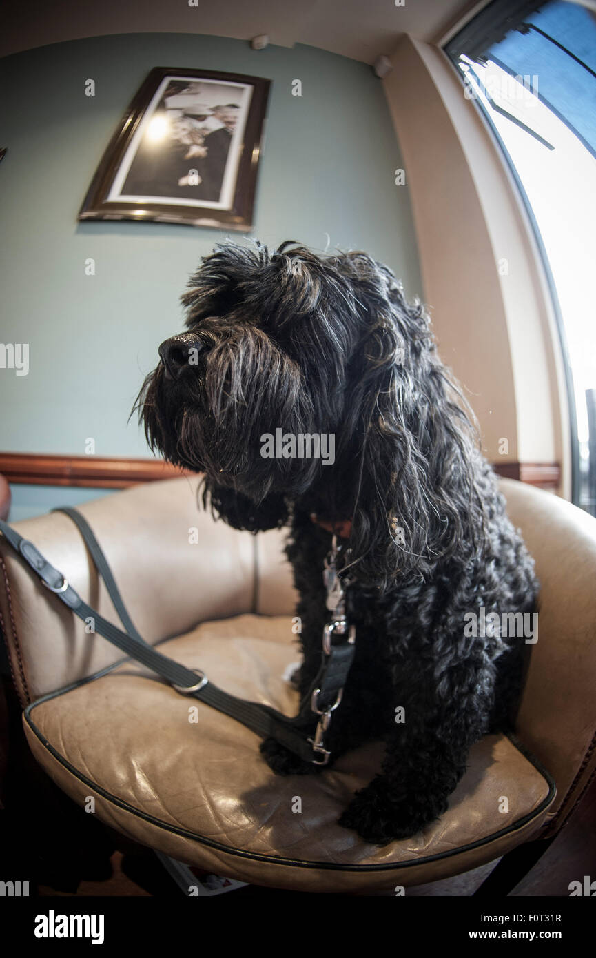 A dog enjoys cafe society and a sunday morning coffee on a leather ...
