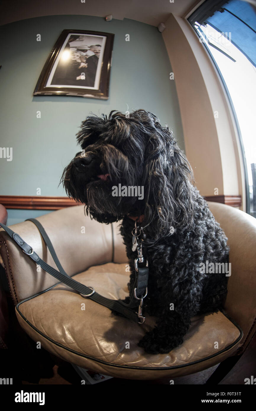 A dog enjoys cafe society and a sunday morning coffee on a leather ...