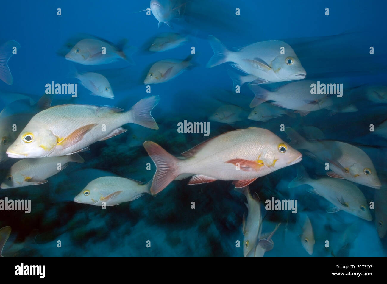 SCOOL OF SNAPPER SWIMMING FAST IN CLEAR BLUE WATER Stock Photo - Alamy