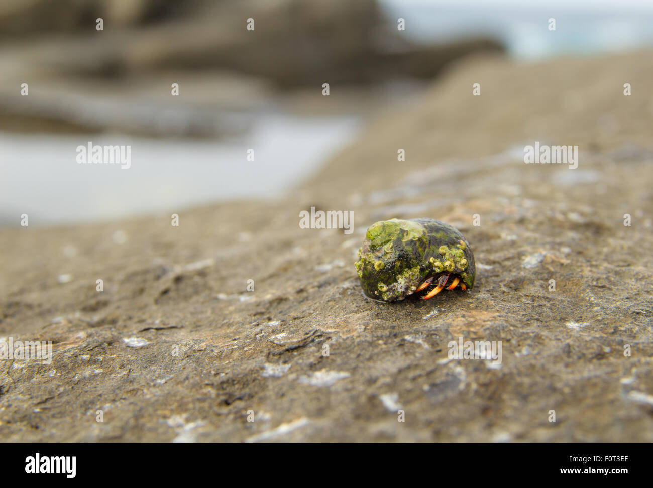 small hermit crab in seasnail shell on a rock Stock Photo - Alamy