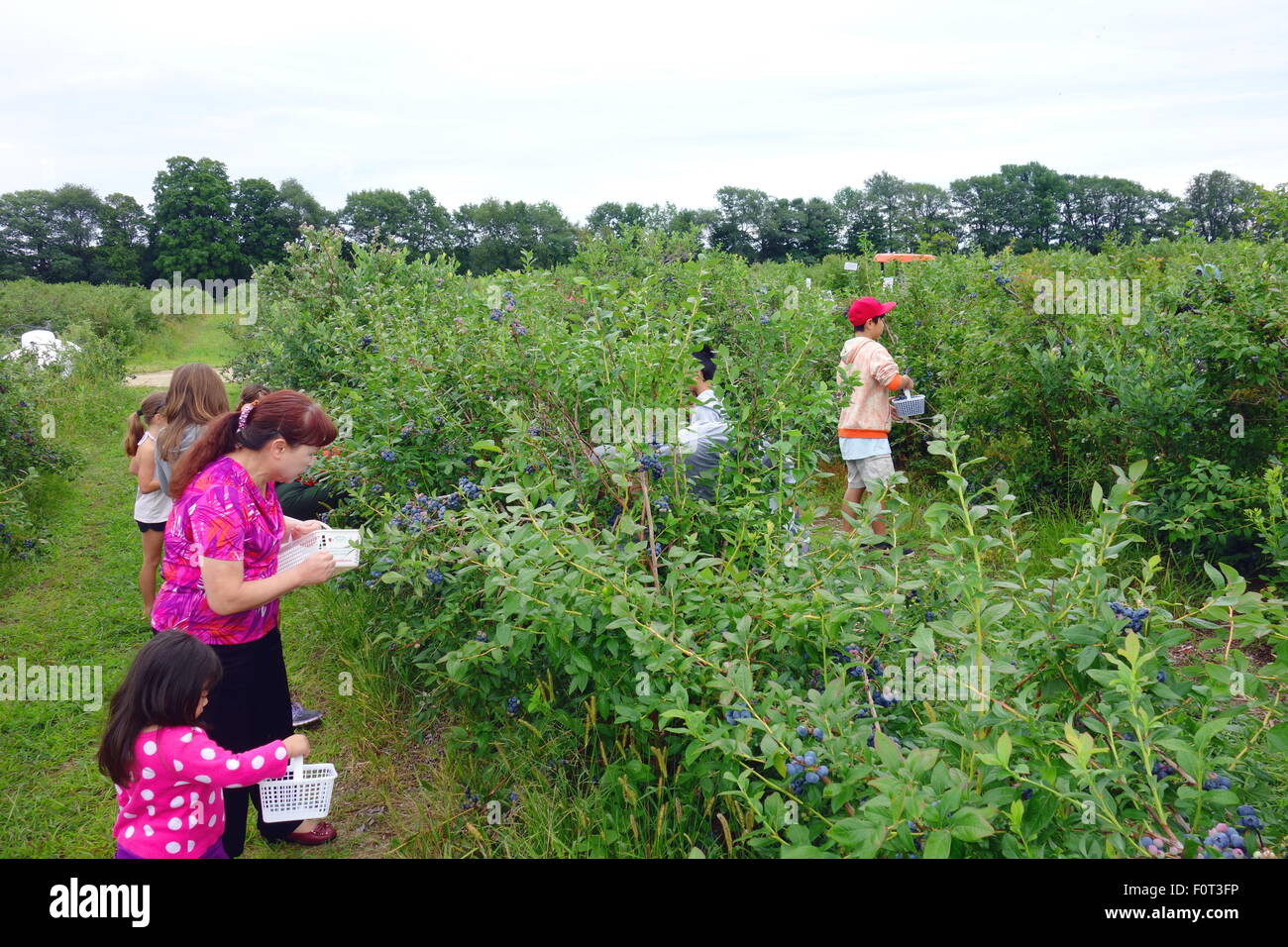 Blueberry picking at a farm in Ontario, Canada Stock Photo - Alamy